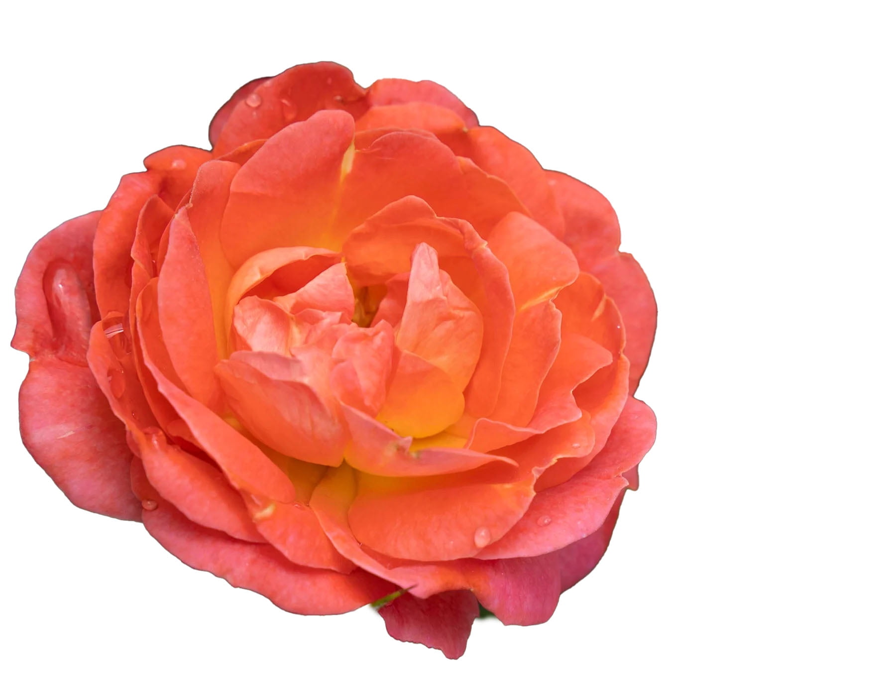 Knock Out 24" Orange Glow Live Shrub - Walmart Business Supplies