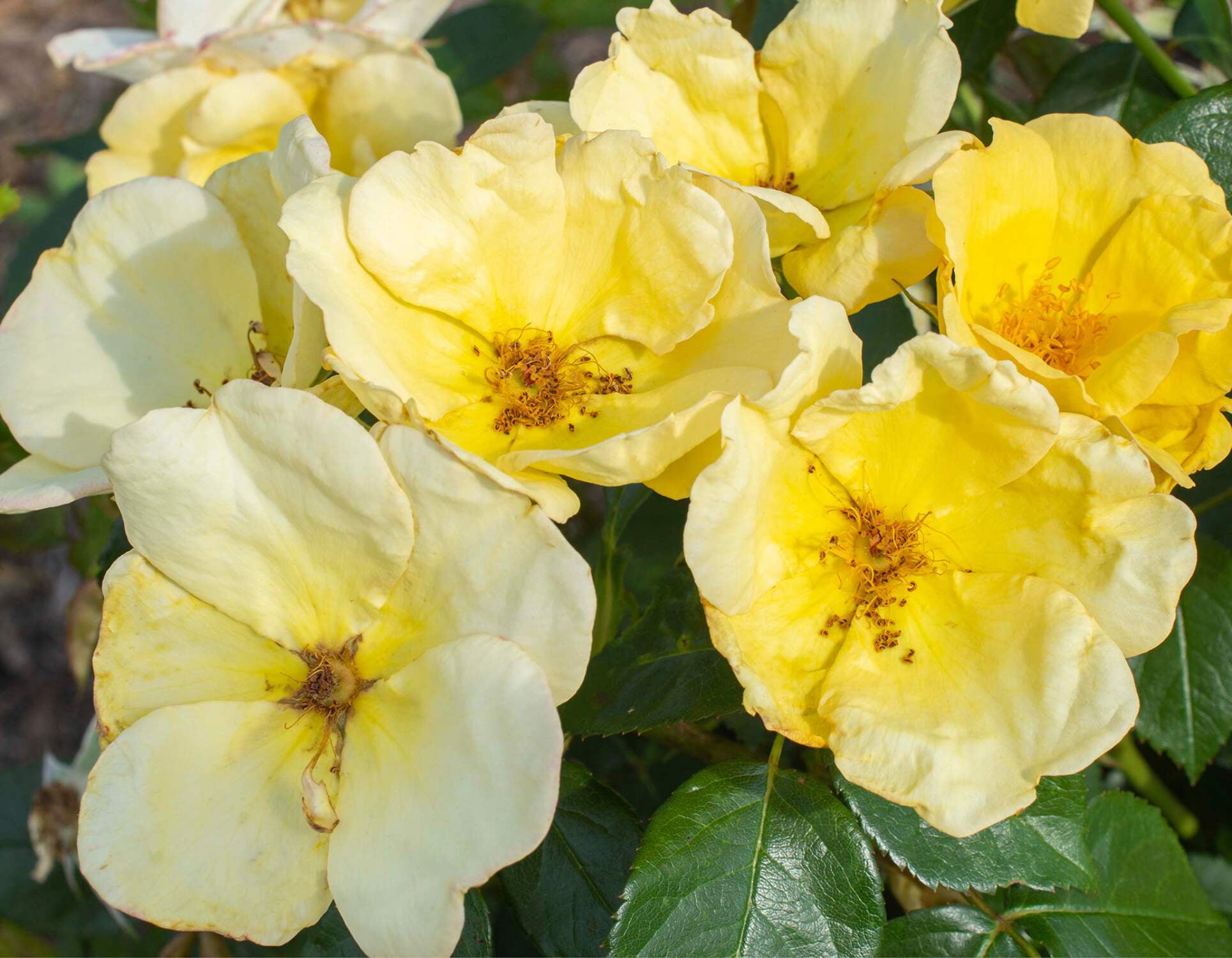 Knock Out Easy Bee-zy Rose Live Shrubs - Walmart.com