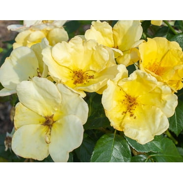 Heirloom Roses - Yellow Live Shrub Rose Plant, Delivered Flower Bushes ...