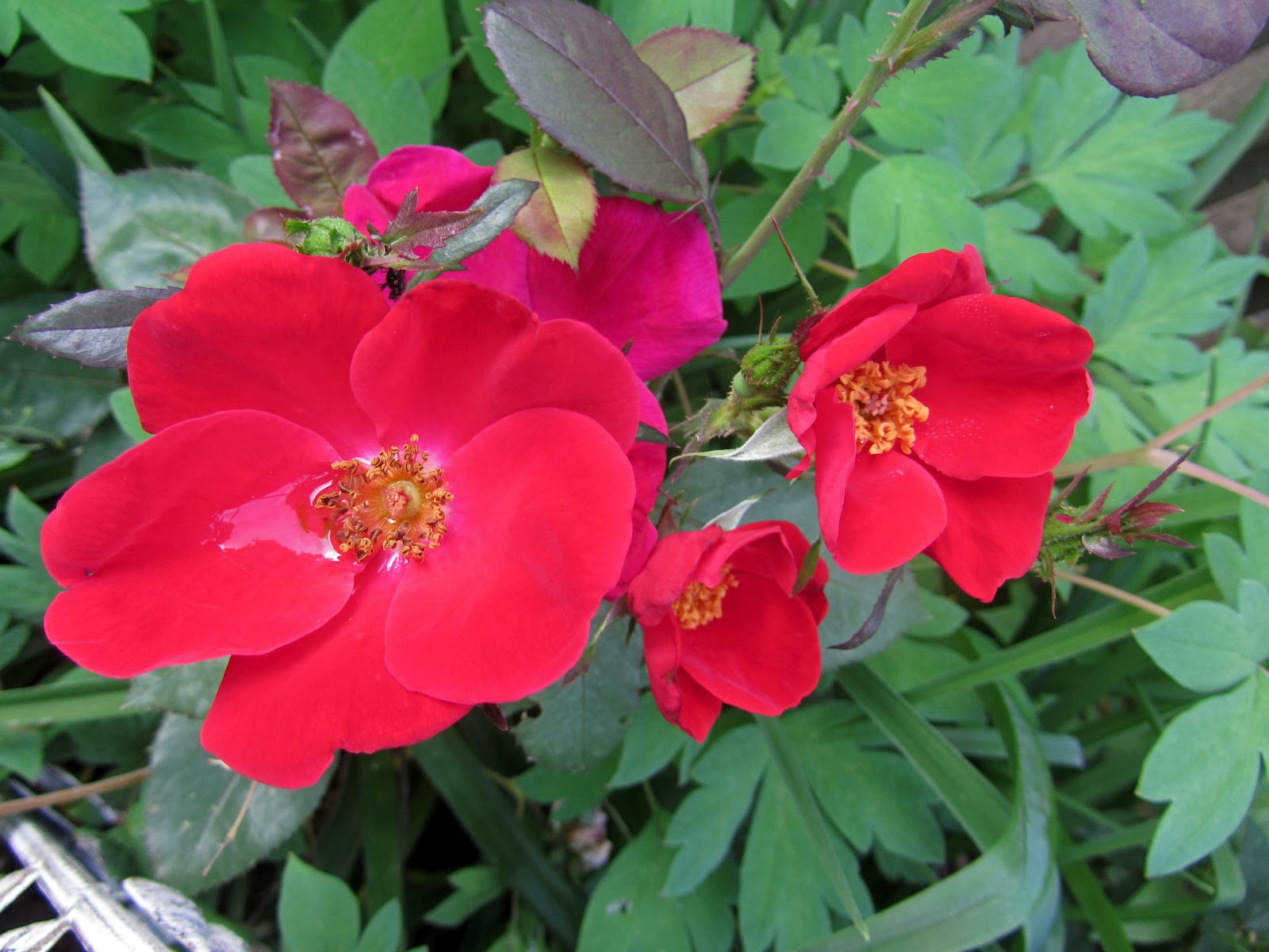 Knock Out Rose Flower Seeds - Easy to Cultivate, Hardy Perennials for ...
