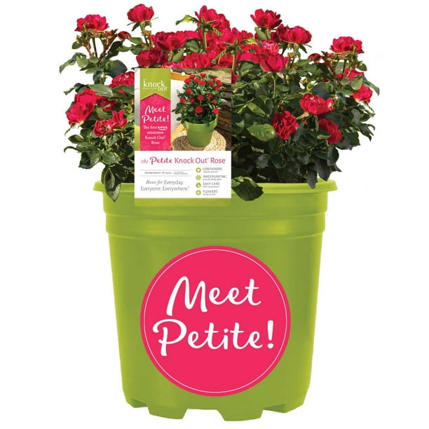 Knock Out Rose Petite (2.5 Quart) Flowering Red Rose with Dwarf Growth ...