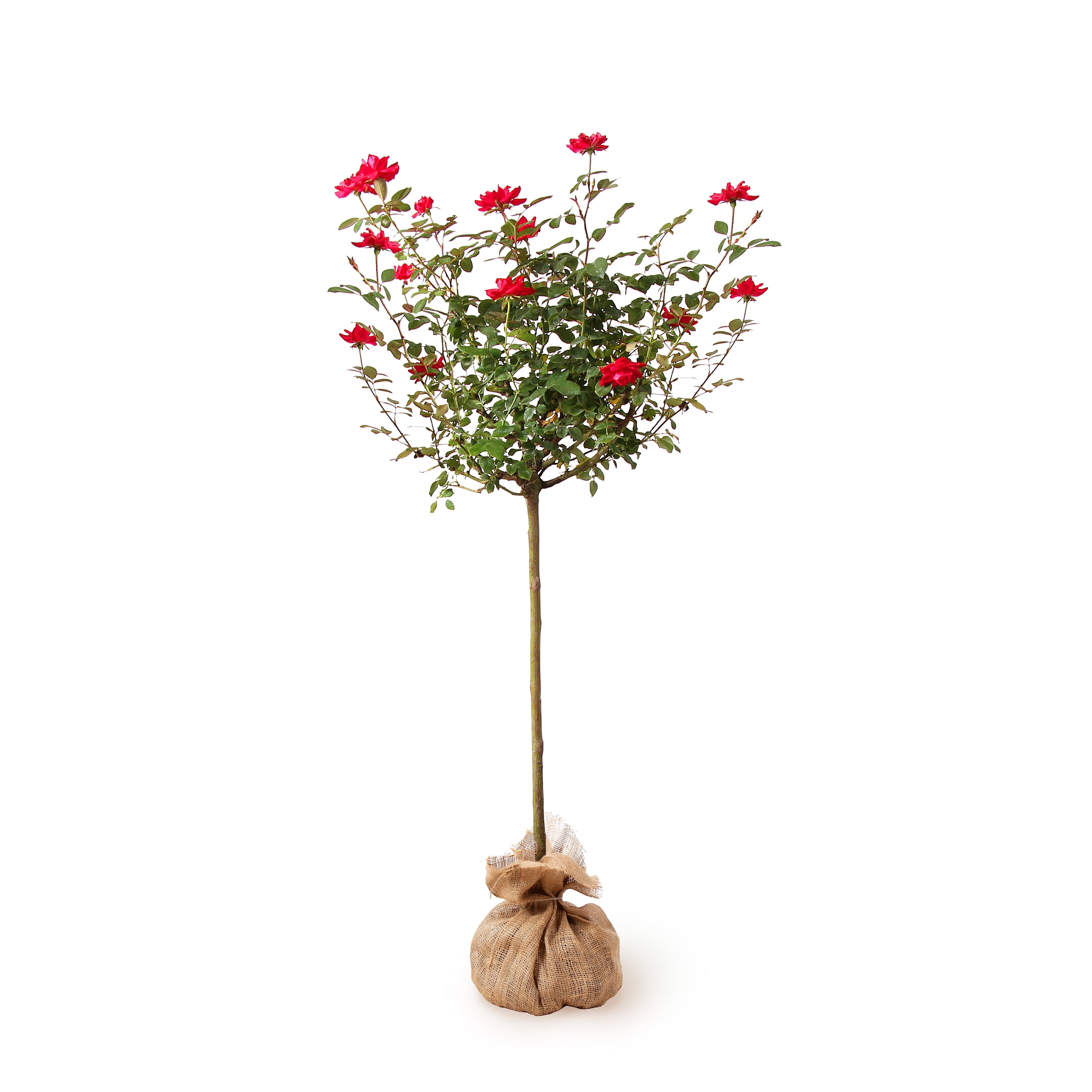 Knock Out® Rose Trees - Cannot ship to AZ - Walmart.com