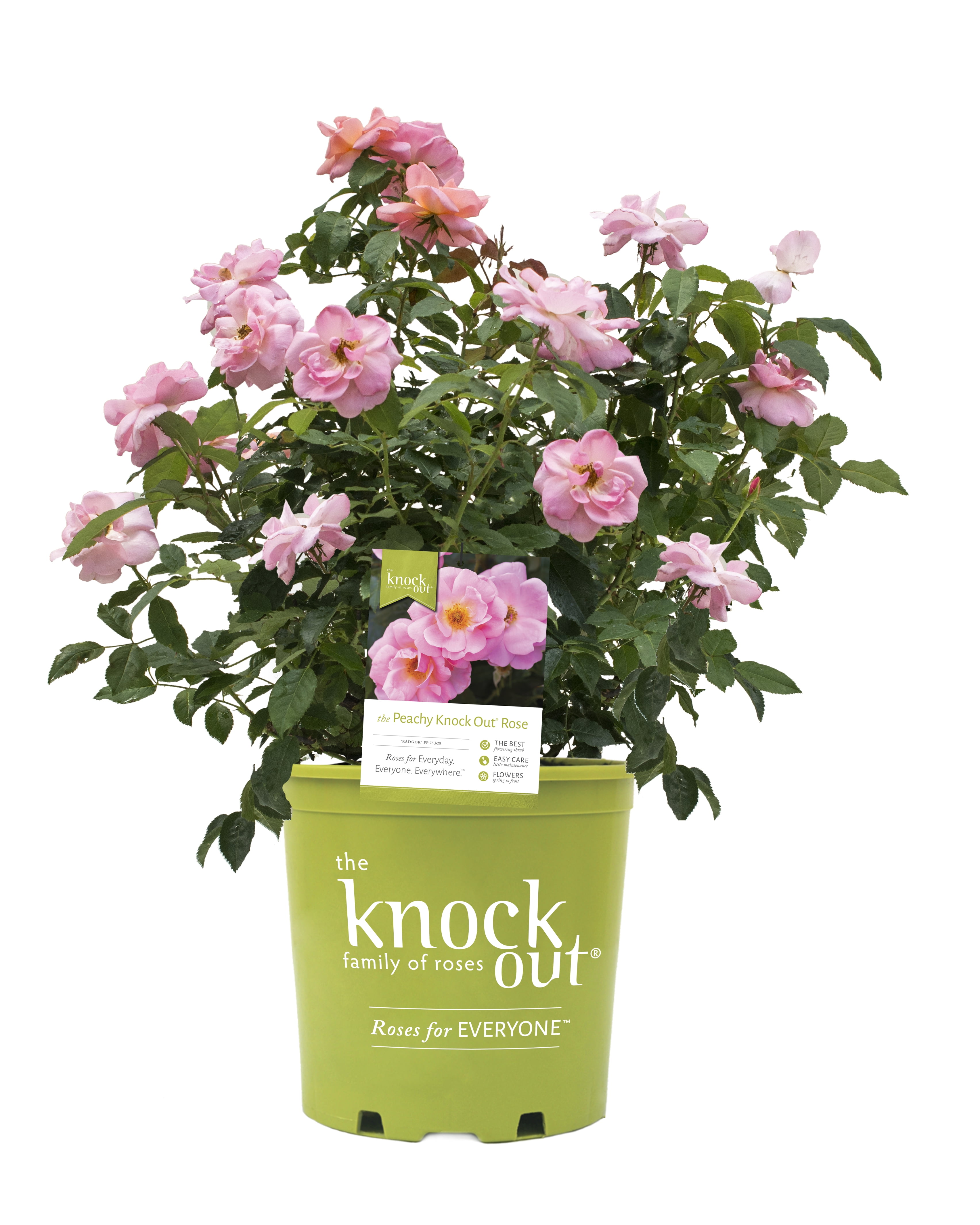 Knock Out Roses Peachy Knock Out Rose 3 Gallon (Rosa) Pink Petals with ...