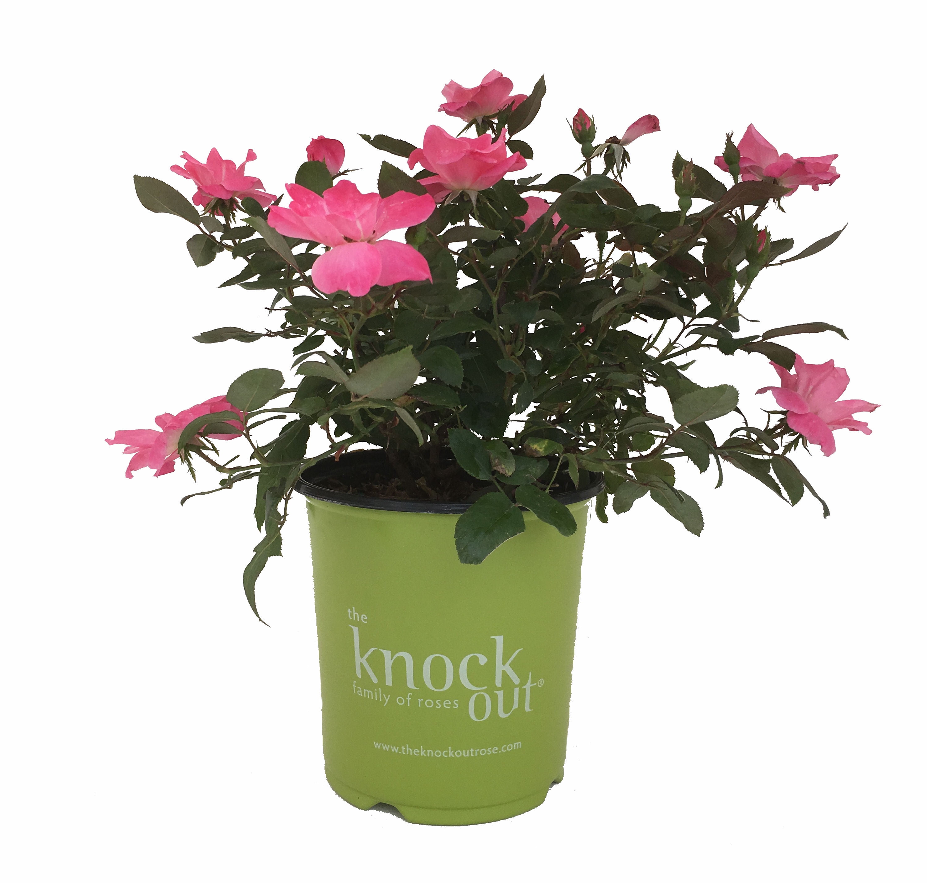 Knock Out Roses Pink Knock Out Rose 3 Gallon (Rosa) Powerful Pink ...