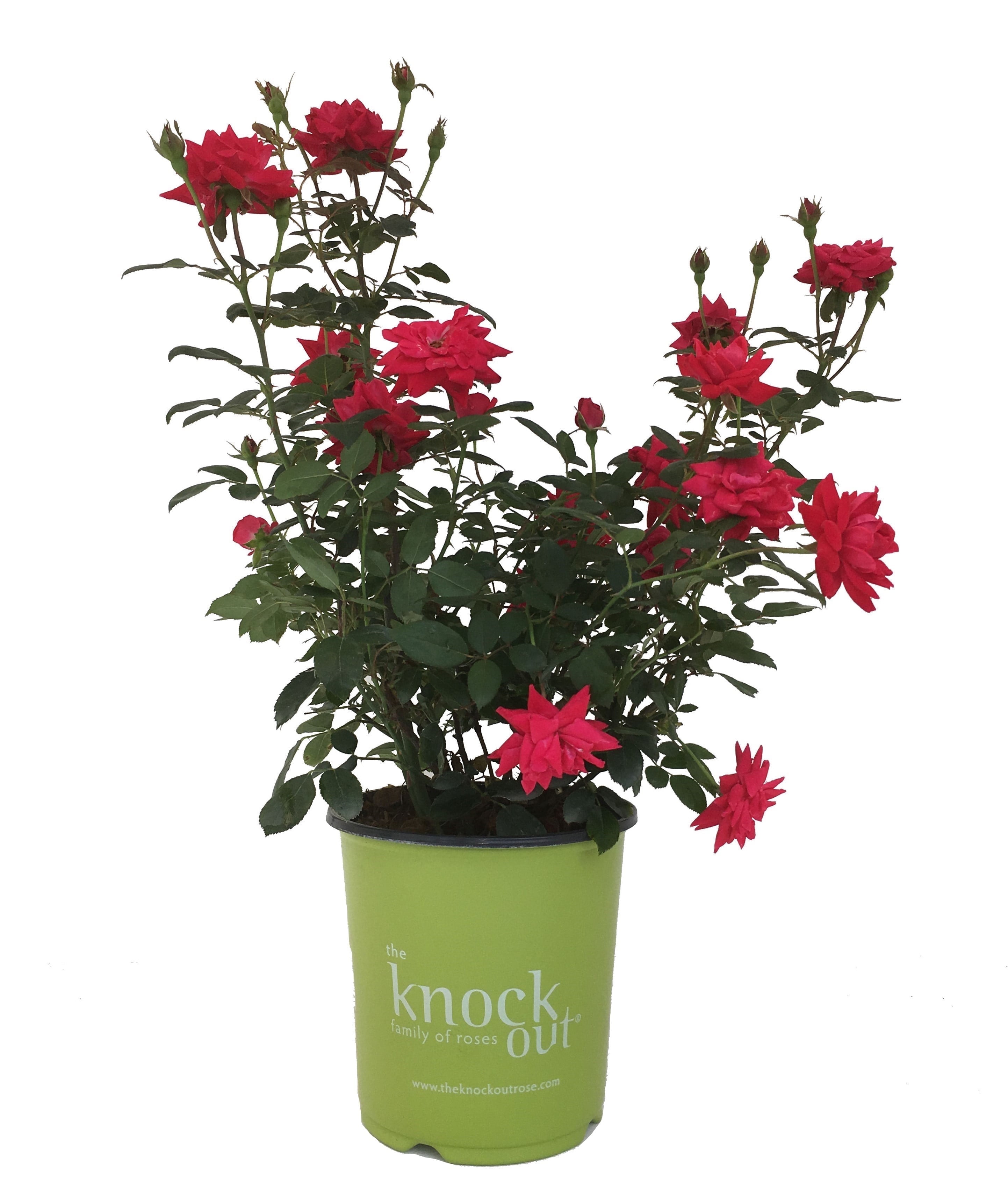 Knock Out Double Knock Out Rose Red Rosa Live Plants 1 Gallon, Disease ...