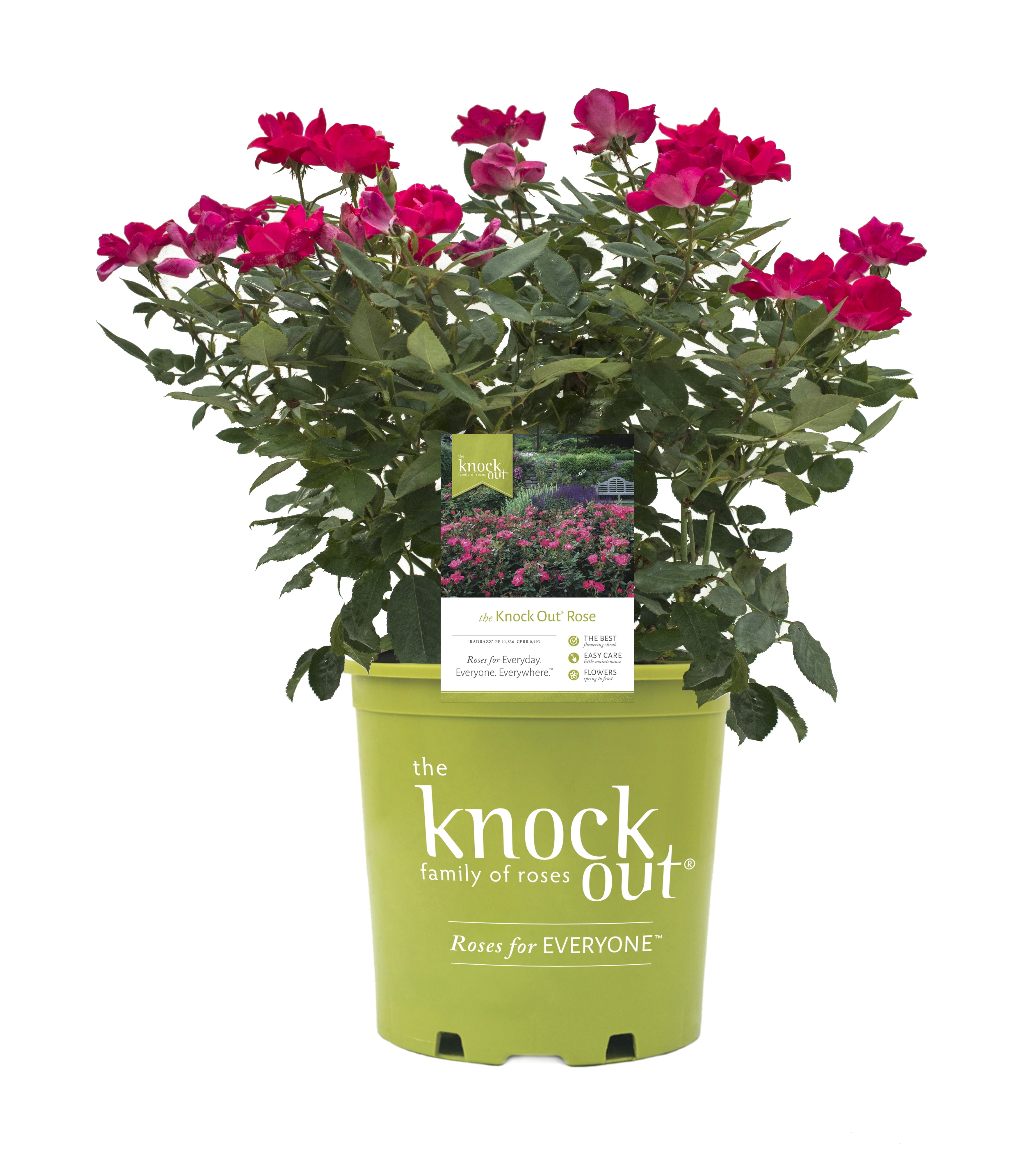 Knock Out Roses Red Knock Out Rose 2 Gallon (Rosa) Cherry-Red, Hot Pink ...