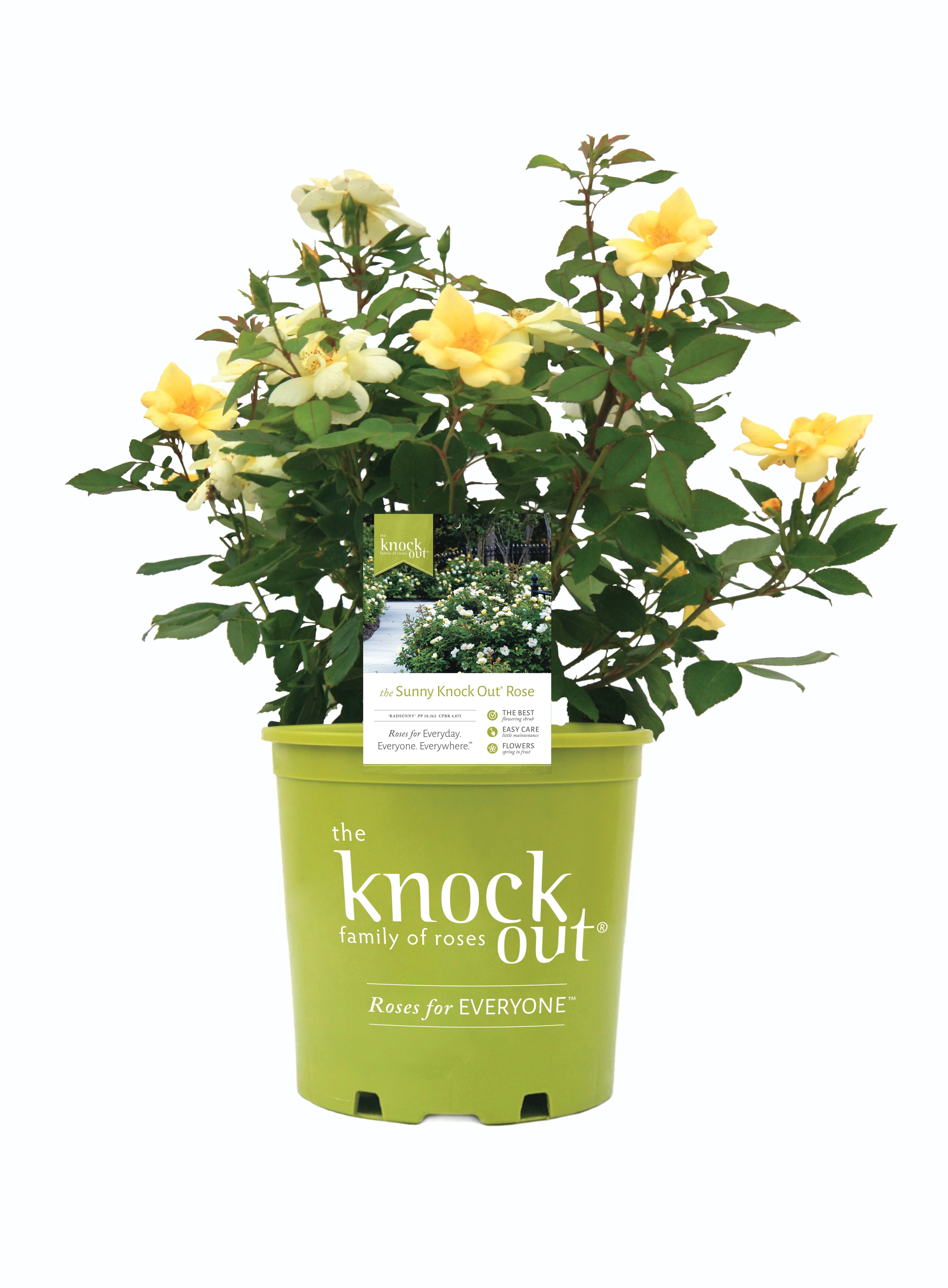 Knock Out Roses Sunny Knock Out Rose 3 Gallon (Rosa) Bright Sunny ...
