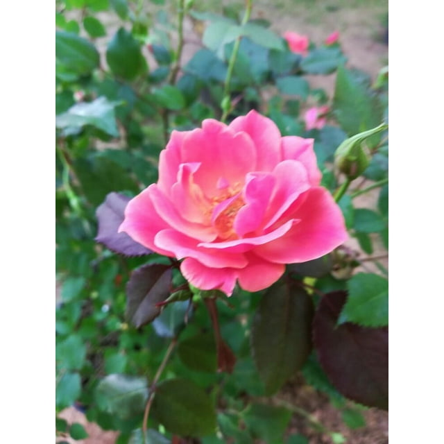 Knock Out Roses in 3 gallon pots - Walmart.com