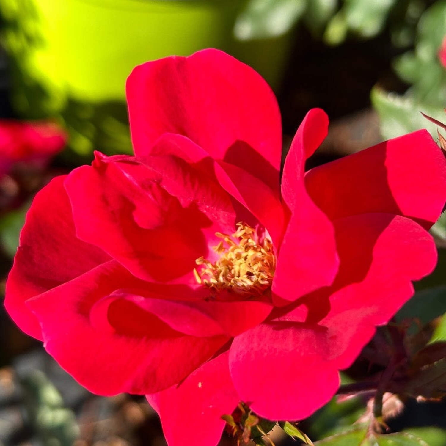 Knock Out® Shrub Rose, Red - 3 Gallon Pot - Walmart.com