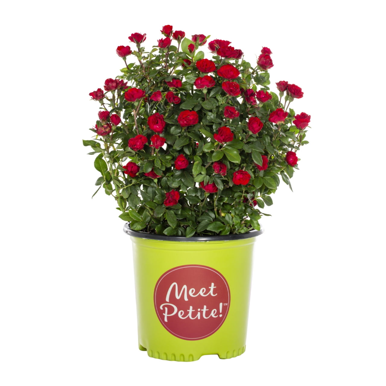 Petite Knockout 1.5gal Red Rose Live Shrub Plant Sun 1-pack - Walmart.com