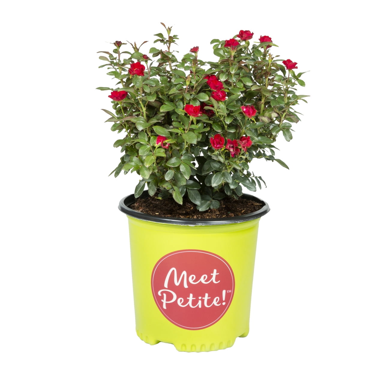 Knockout 1.5gal Red Petite Rose Live Shrub Plant Sun - Walmart.com
