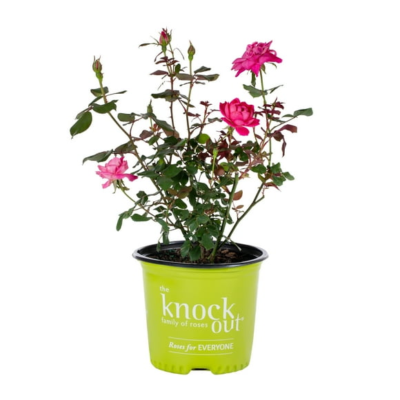 Knockout Roses