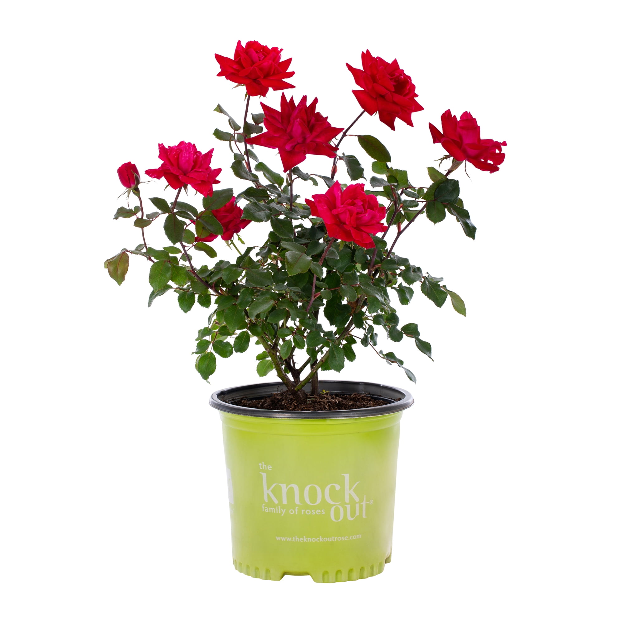 Knockout 1gal Red Rose Live Shrub Plant Sun - Walmart.com