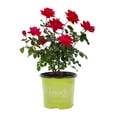 Knockout 1gal Red Rose Live Shrub Plant Sun - Walmart.com