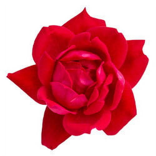 Knockout 2G Rose Double Red - Walmart.com