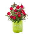 Knockout 2gal Red Rose Live Shrub Plant Sun - Walmart.com