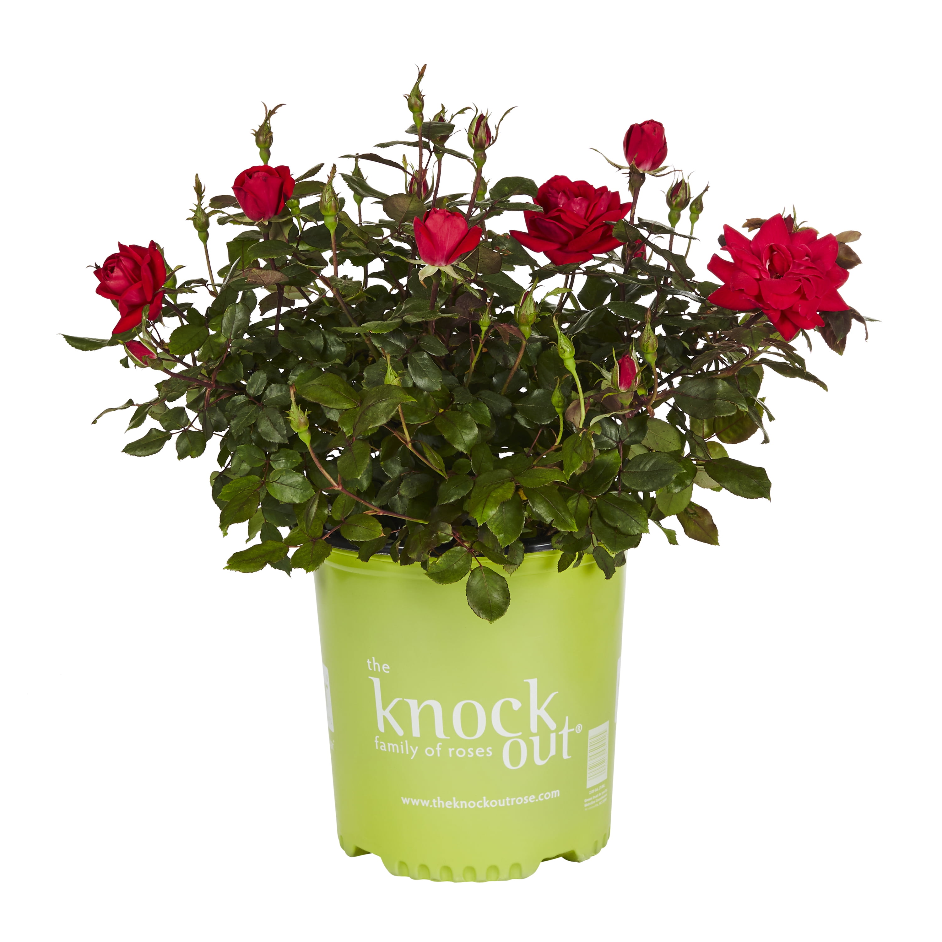 Knockout 2gal Red Rose Live Shrub Plant Sun - Walmart.com