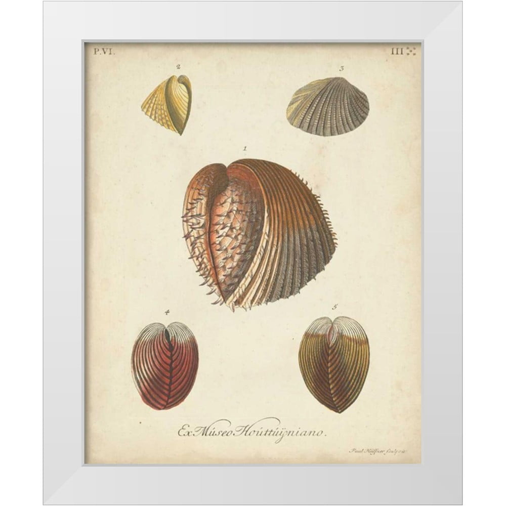 Knorr 26x32 White Modern Wood Framed Museum Art Print Titled - Antique Knorr Shells II - Walmart.com