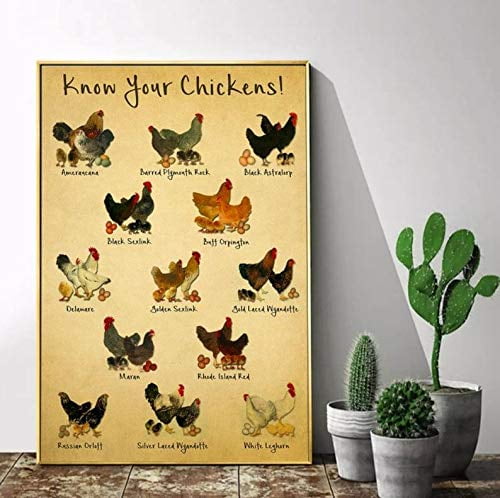 Know Your Chickens Poster Animal Poster Wall Chickens Poster Knowledge ...