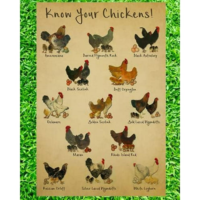 Know Your Chickens Poster Wall Decor Poster Garage Wall Decor Metal Sign Poster 8x6 Inches ...