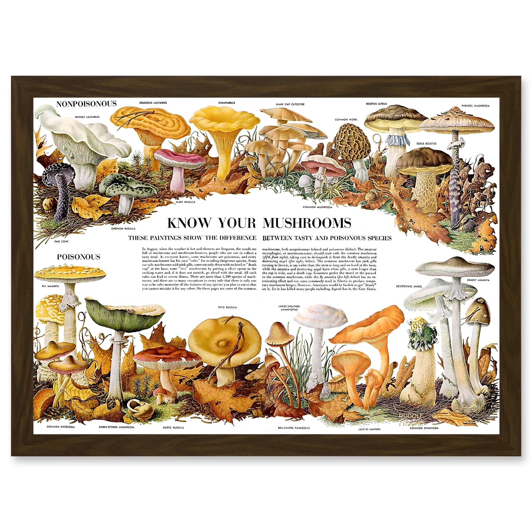 Know Your Mushroom Identifier Chart Mycology Mushroom Fungi Toadstool ...