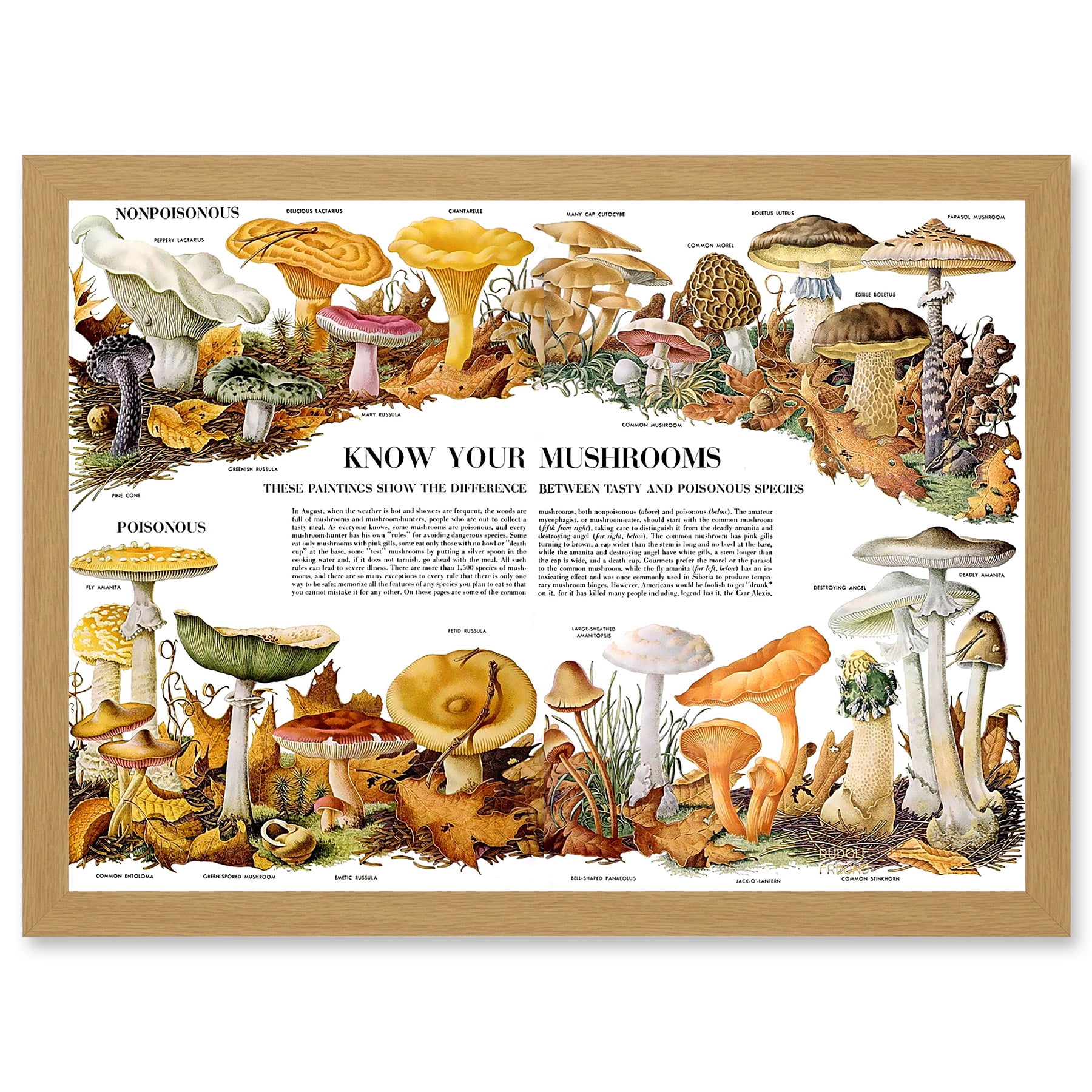 Know Your Mushroom Identifier Chart Mycology Mushroom Fungi Toadstool ...