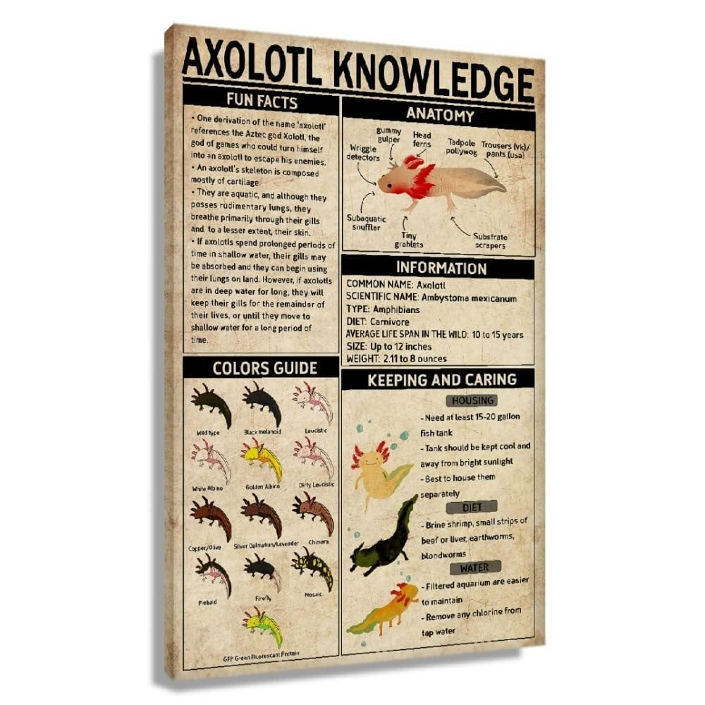 Knowledge Poster Educational Wall Art Infographic Poster Modern Artwork ...