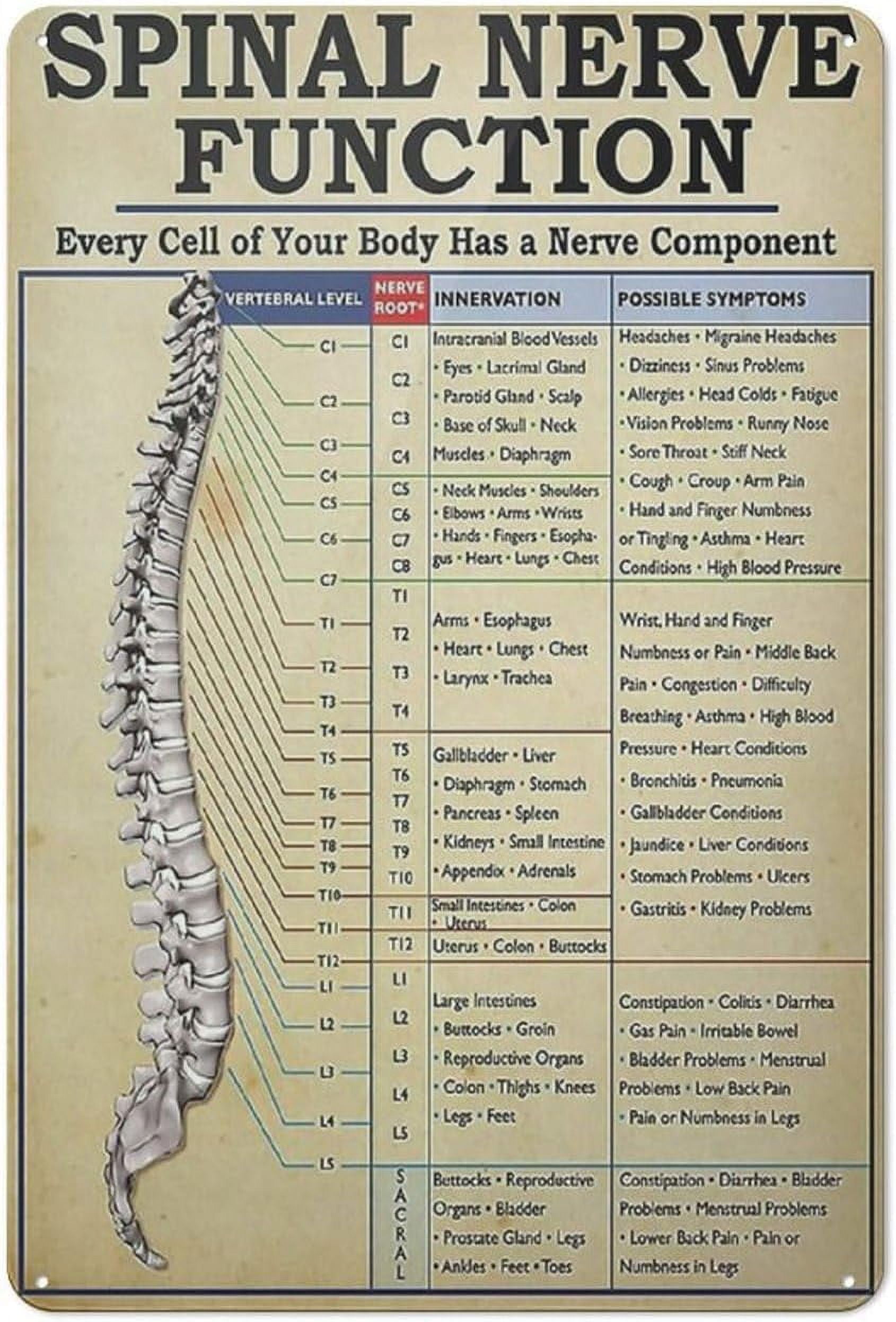 Knowledge Spinal Nerve Function Metal Tin Sign Spinal Nerve Function ...