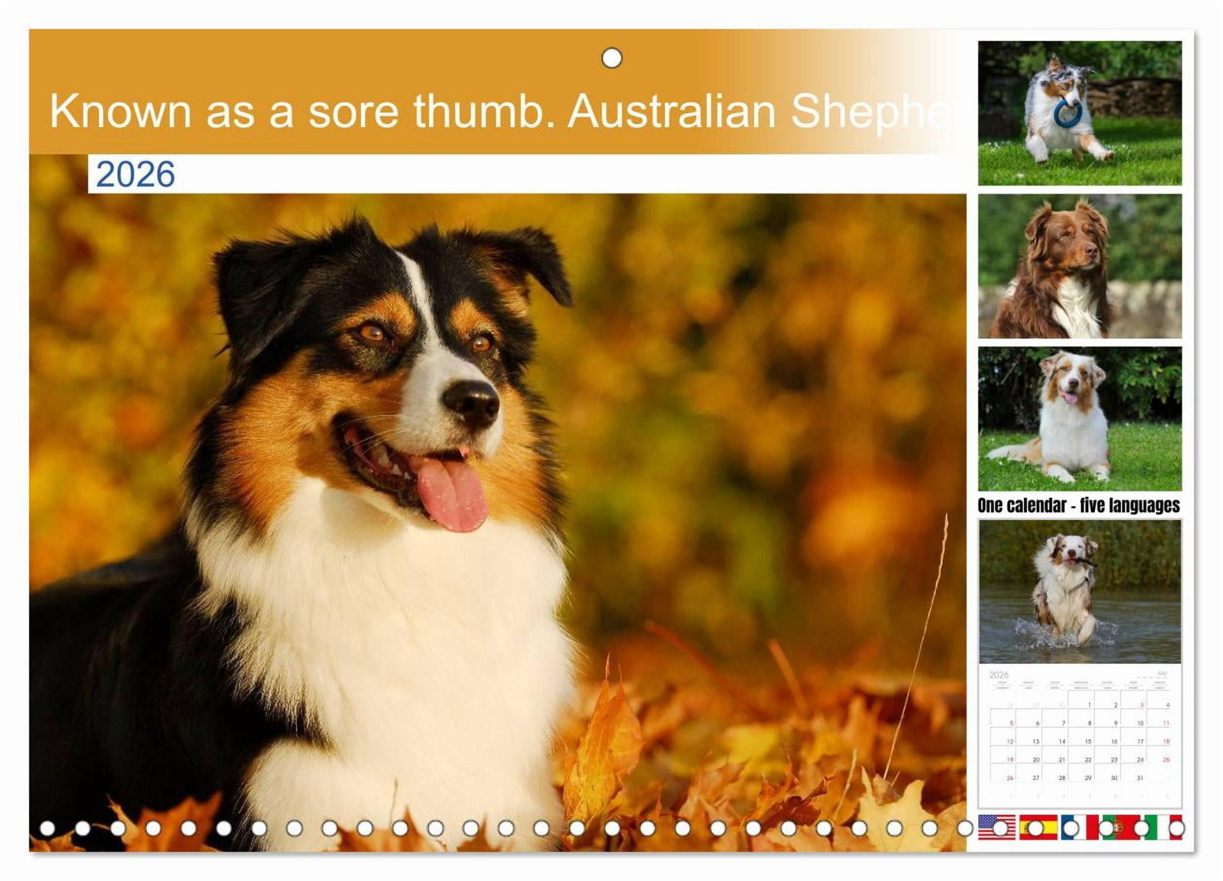 Known as a sore thumb. Australian Shepherd (Monthly Wall Calendar 2026 ...