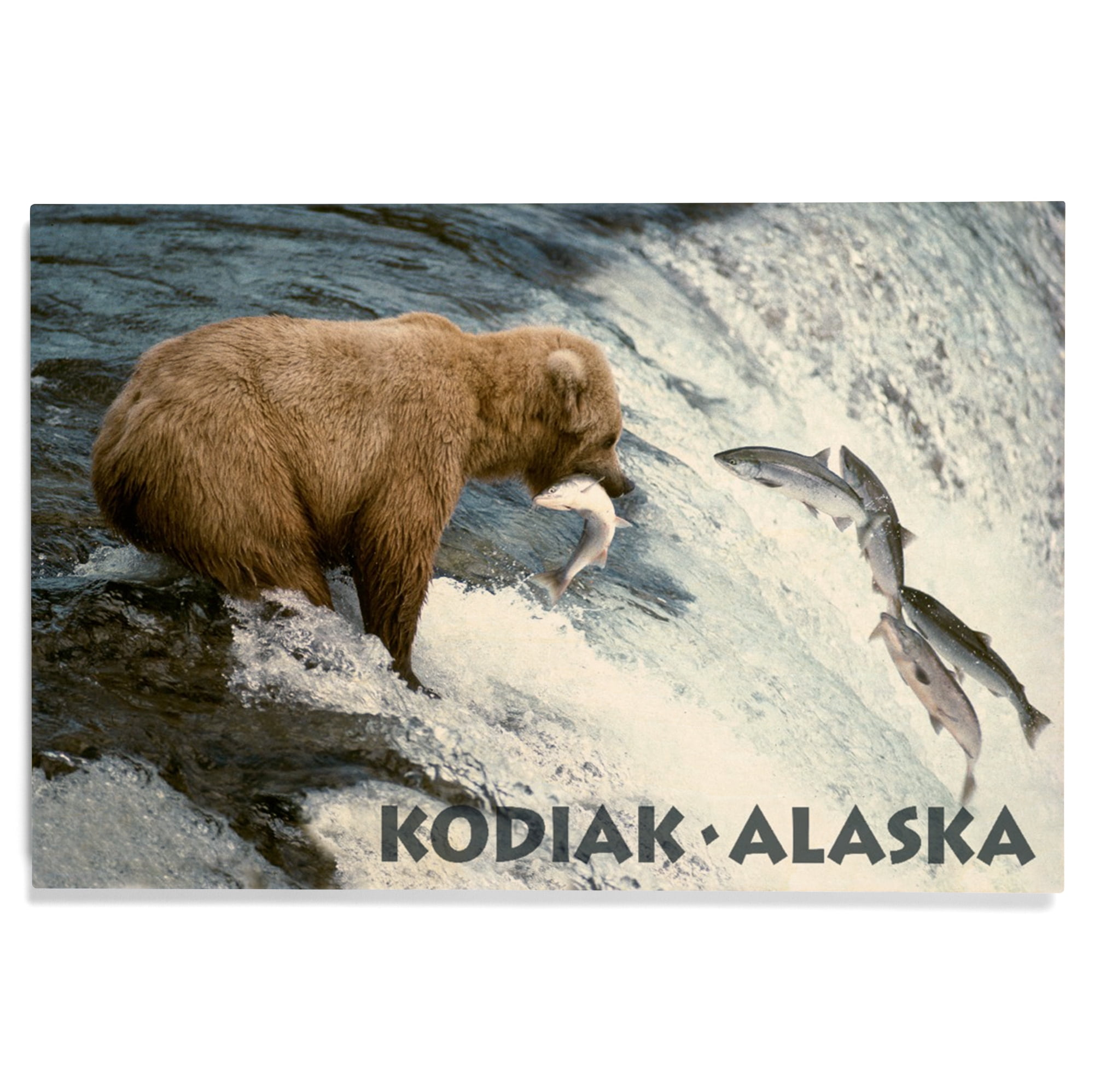 Kodiak, Alaska, Grizzly Bear Fishing Birch Wood Wall Sign (12x18 Rustic ...