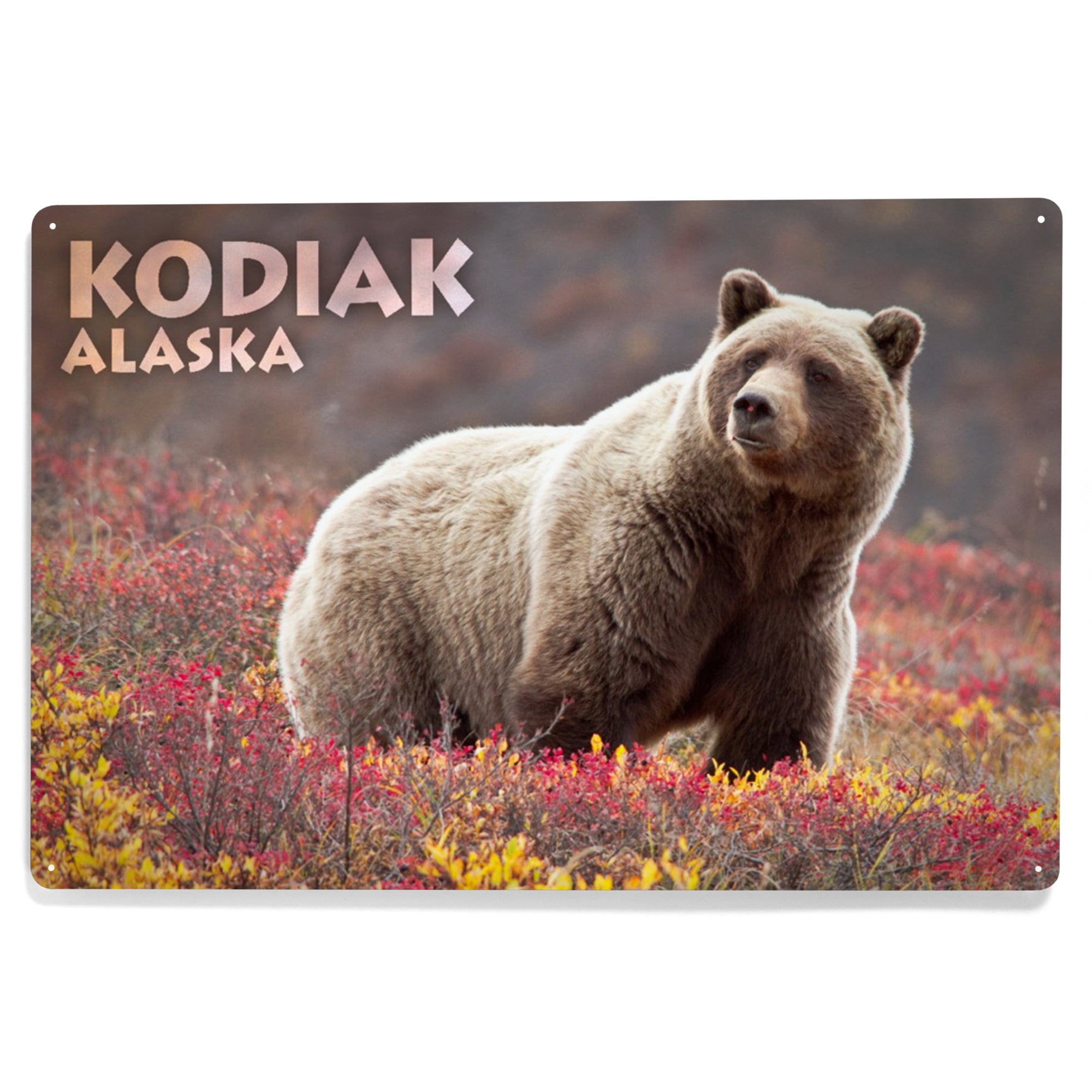 Kodiak, Alaska, Grizzly Bear and Colorful Meadow Flowers (12x18 ...