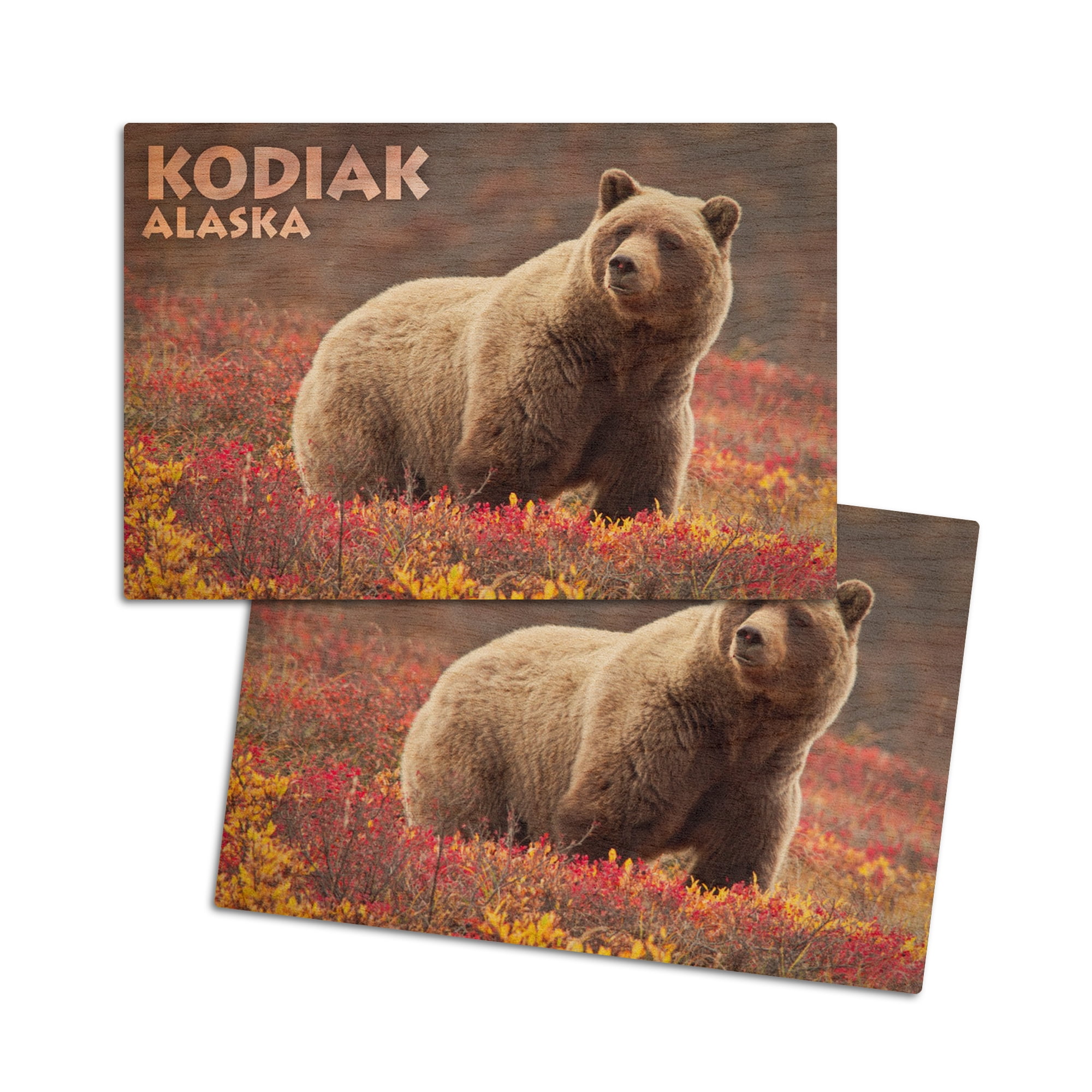 Kodiak, Alaska, Grizzly Bear and Colorful Meadow Flowers (4x6 Birch ...