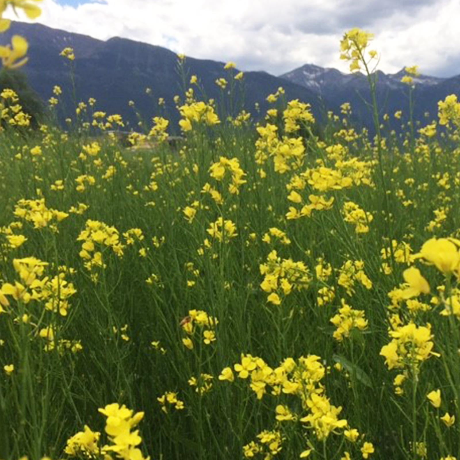 Kodiak Mustard Seeds by Mighty Mustard - 4 Oz - Non-GMO, Open ...