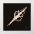 Koetsier, Albert 15x15 White Modern Wood Framed Museum Art Print Titled - Fusinus Colus_sepia ...