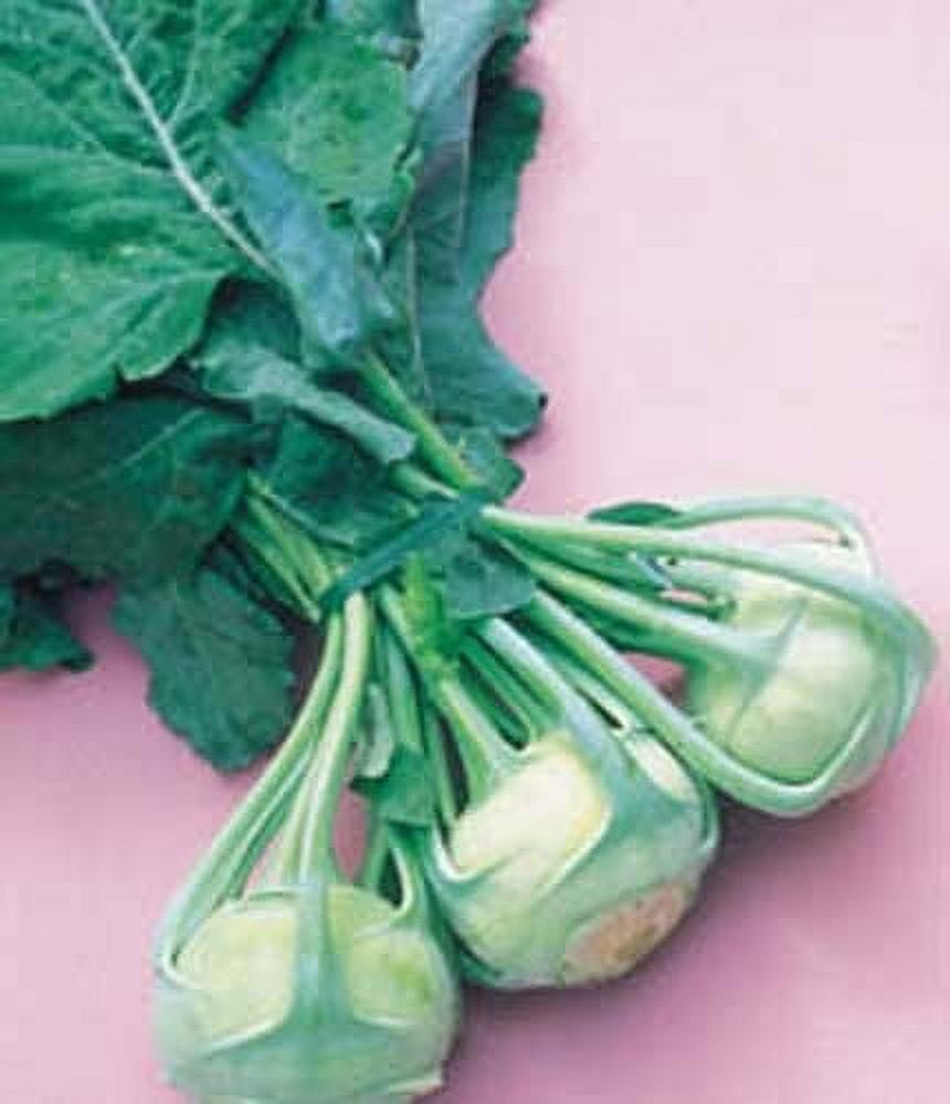 Seed Kingdom 15000 Early White Vienna Kohlrabi Plant Seeds - Walmart.com