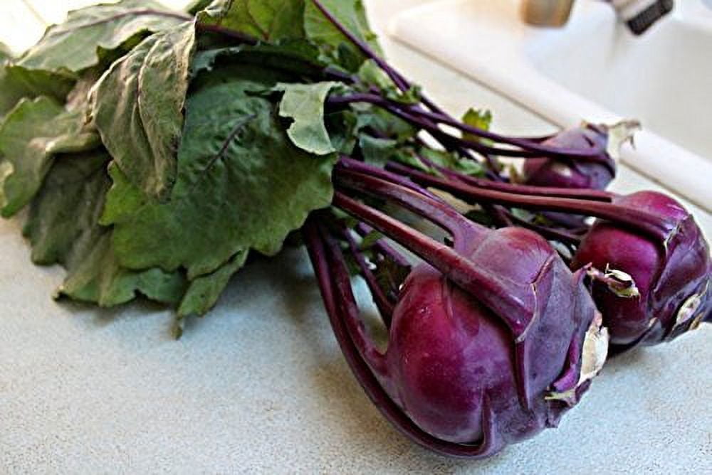 Kohlrabi Purple Vienna Great Heirloom Vegetable By Seed Kingdom 500 ...