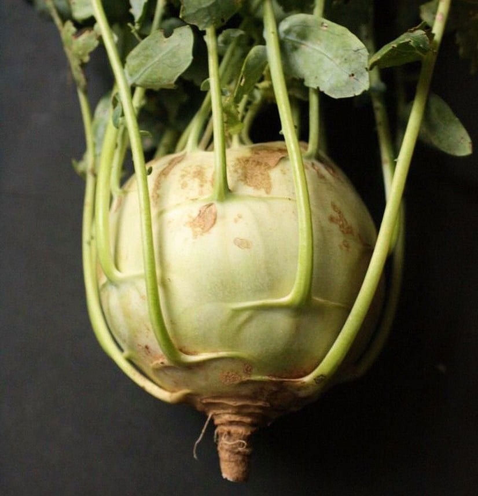 Kohlrabi Seed, Early White Vienna, Heirloom, Non GMO, 200 Seeds ...