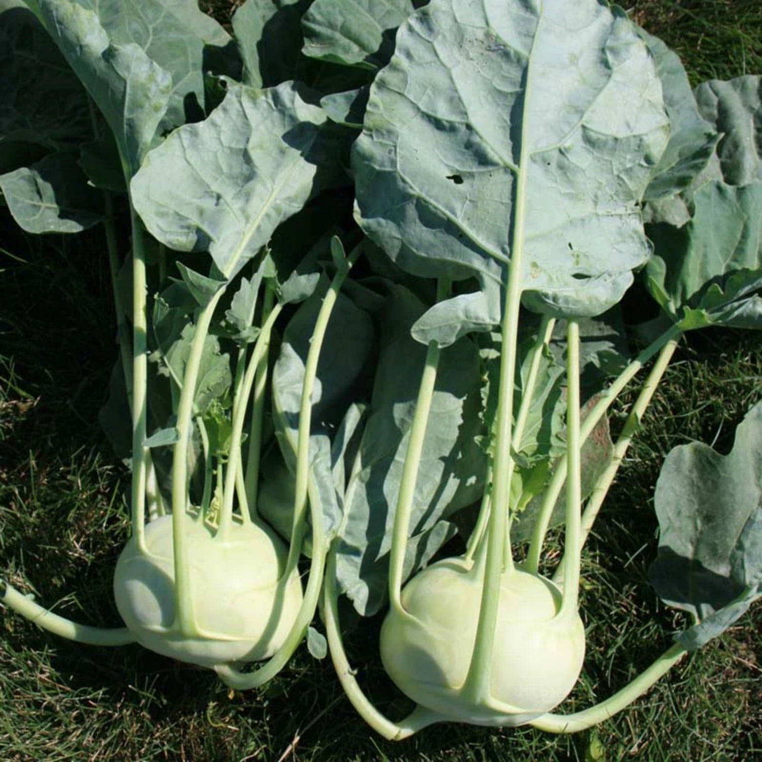 Kohlrabi Seeds - Konan Variety Kohlrabi Seeds - Non-GMO - 50 Seeds ...