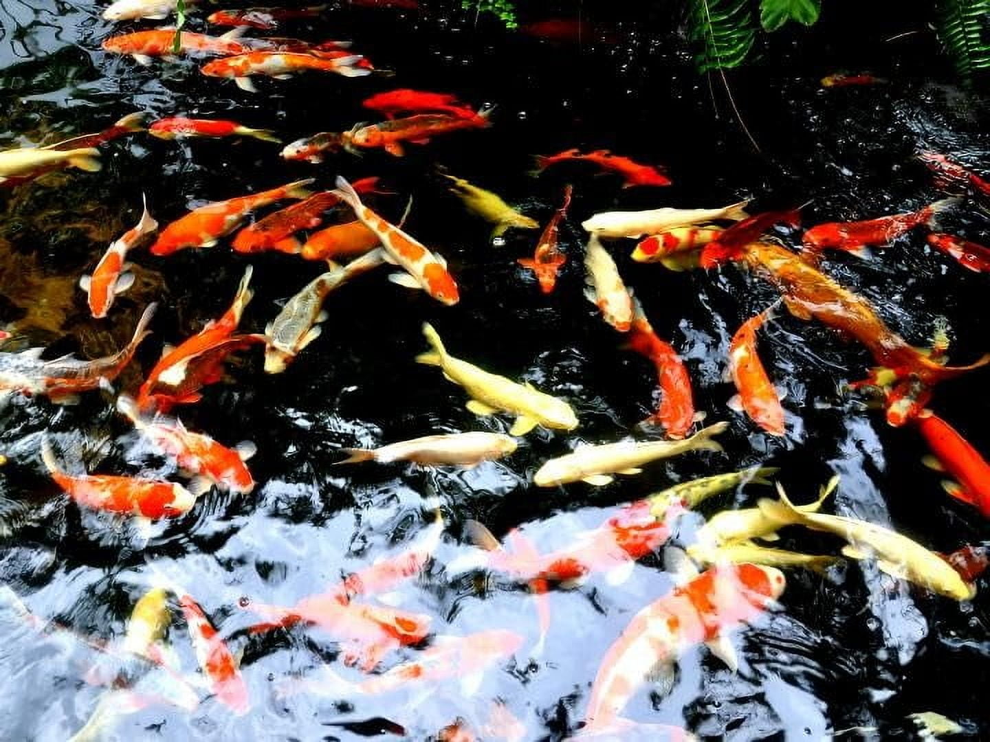 Koi Pond Fish Transport Mesh Sock 28cm (11 Inch) Diameter, 120cm (48 ...