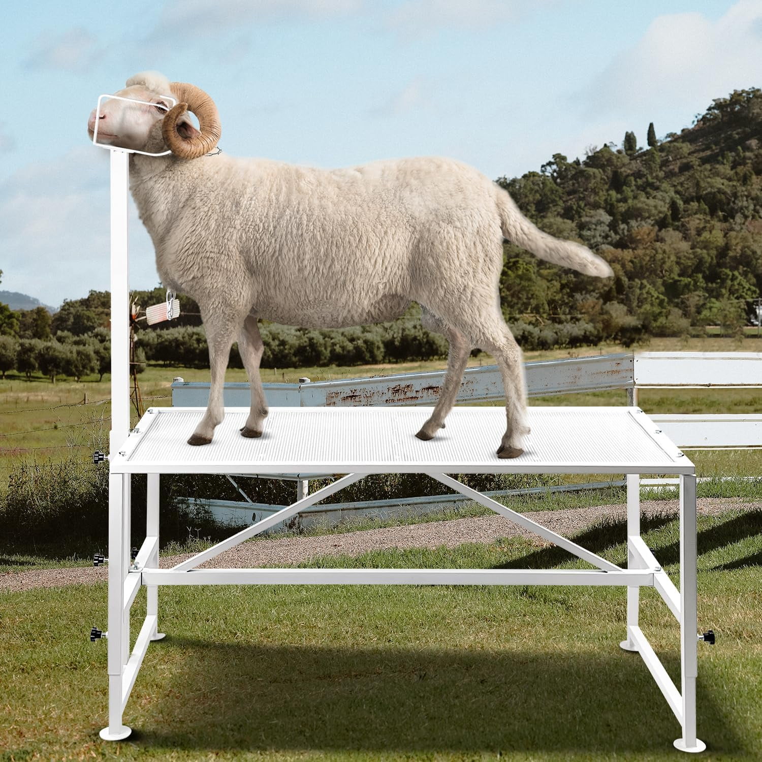 "Kojem Portable Livestock Trimming Stand 51x23"" Height Adjustable ...