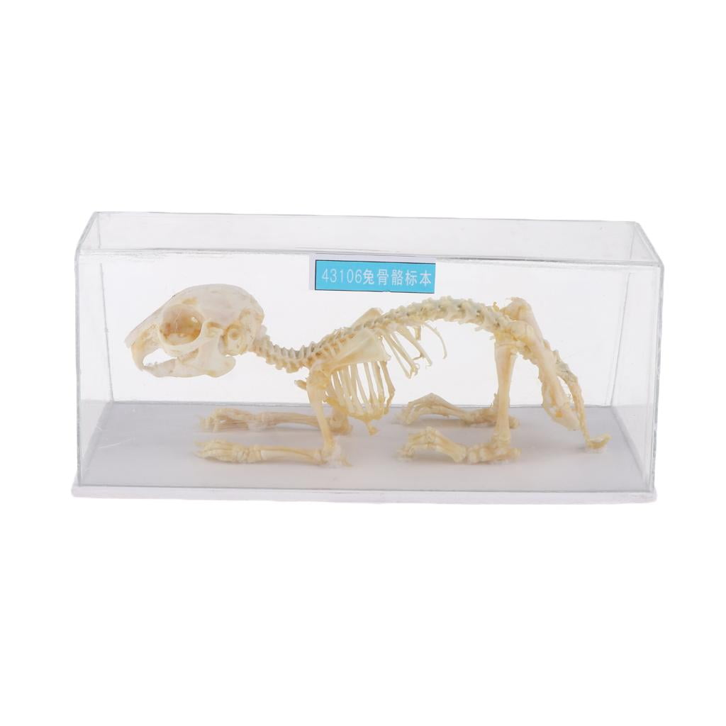 Kokiya 20x8x8.5cm Rabbit Skeleton Anatomical Model , Kids Teaching and ...