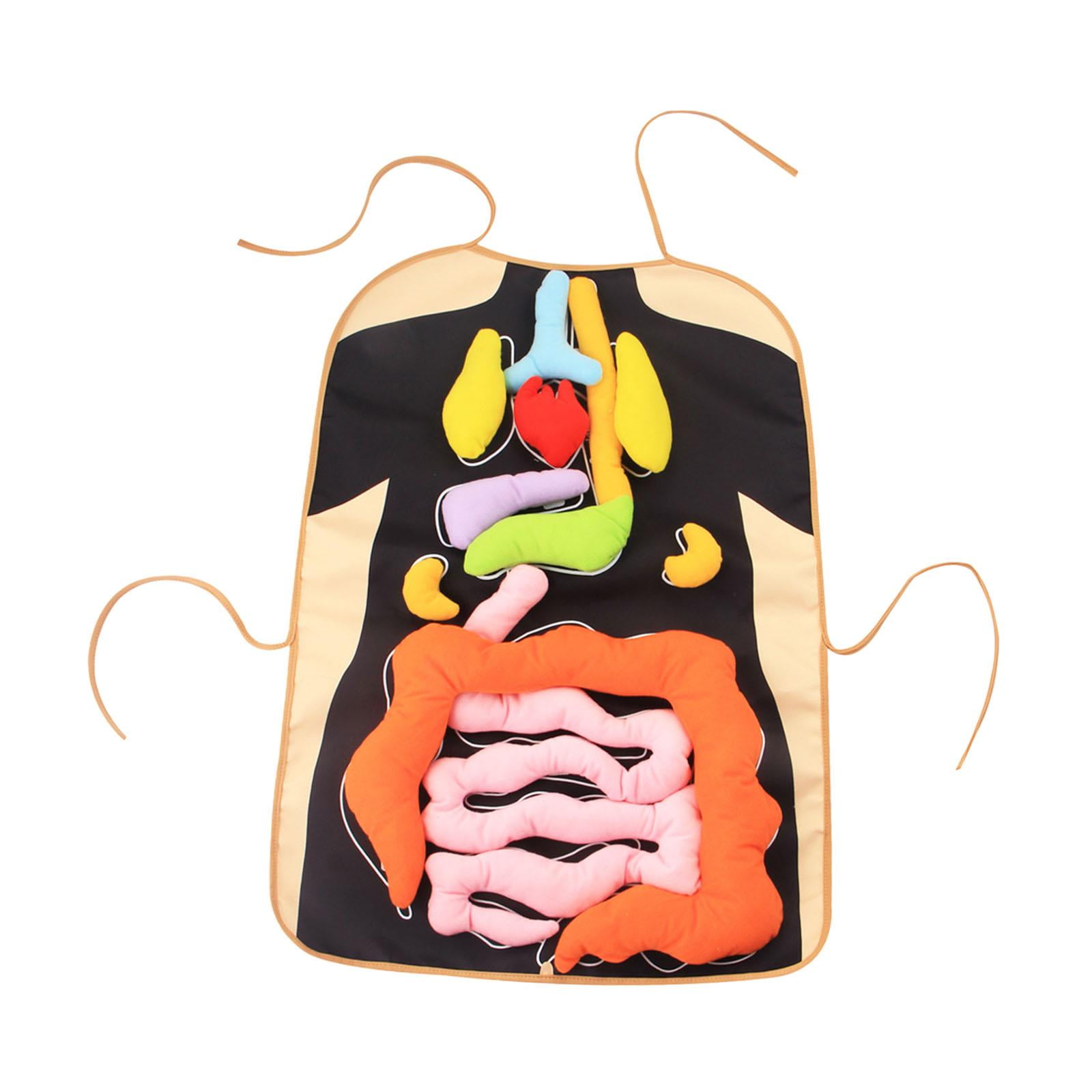 Kokiya 3D Organ Apron 3D DIY Anatomical Model for Body Parts Preschool ...