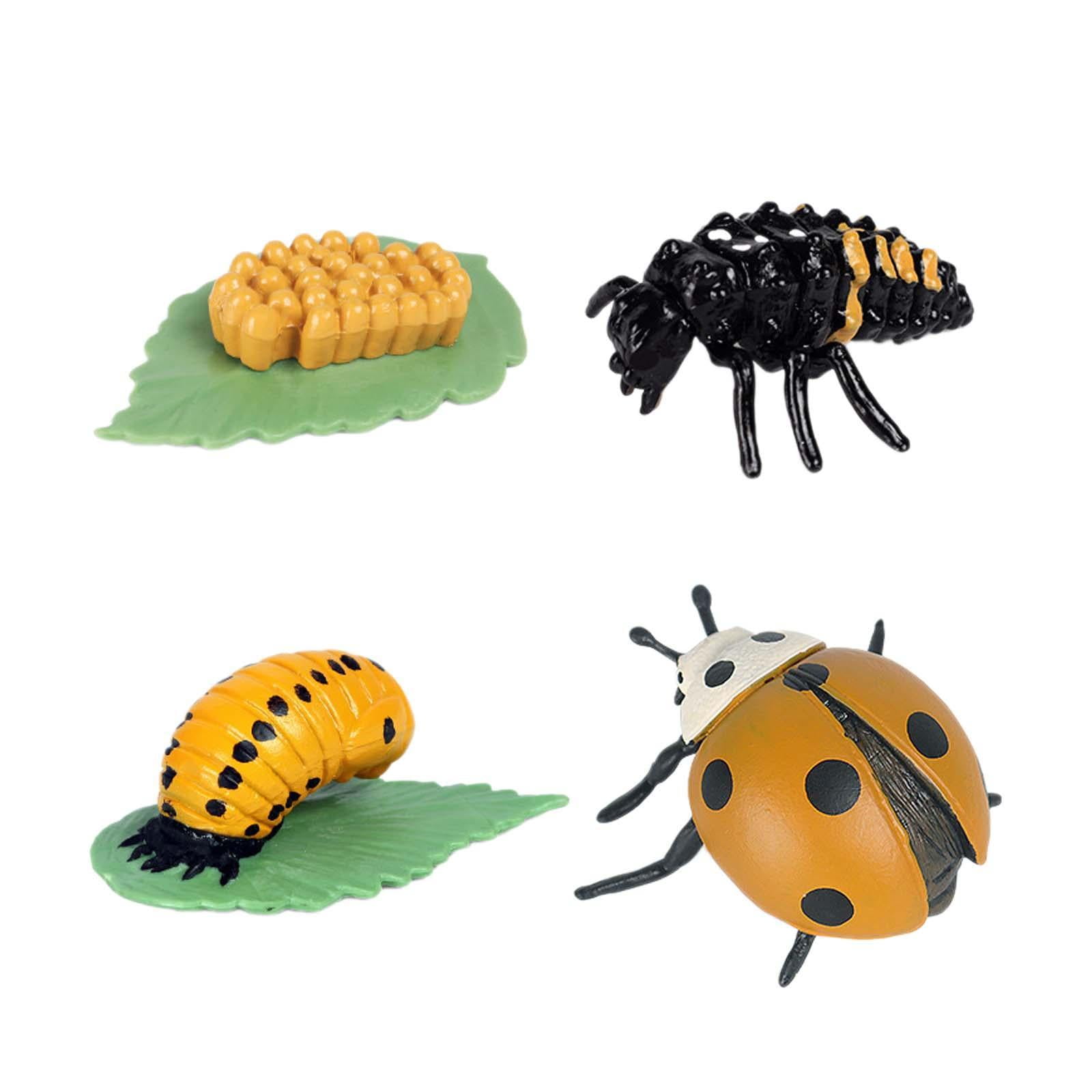 Kokiya Animal Growth Cycle Set, Preschool Educational Toy Teaching Tool ...