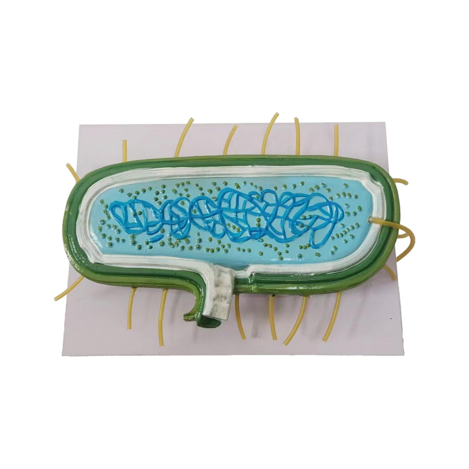 Kokiya Bacterial Model Ribosomes Enlarged Model for School Office ...
