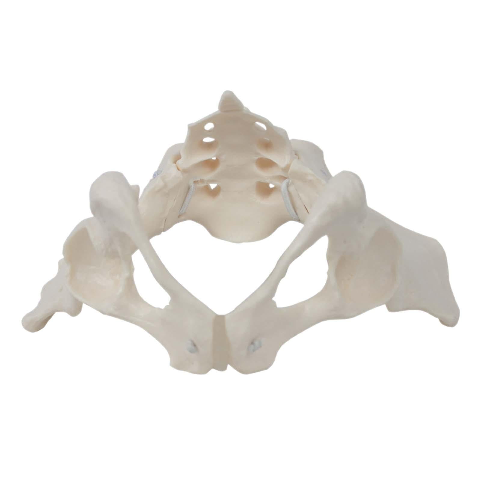 Kokiya Female Pelvis Model Female Skeleton Model Study Tool Adjustable ...