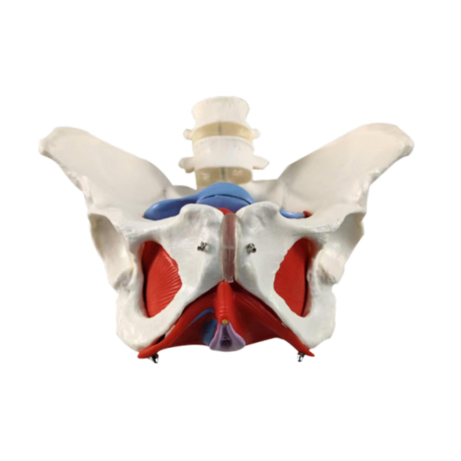 Kokiya Female Pelvis Model Hip Model for Midwife in Obstetrics Patent ...