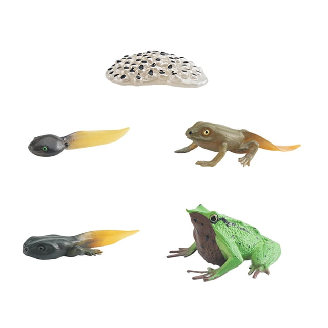 Kokiya Frog Growth Cycle Biology Model Science Teaching Aids for Age 3 ...