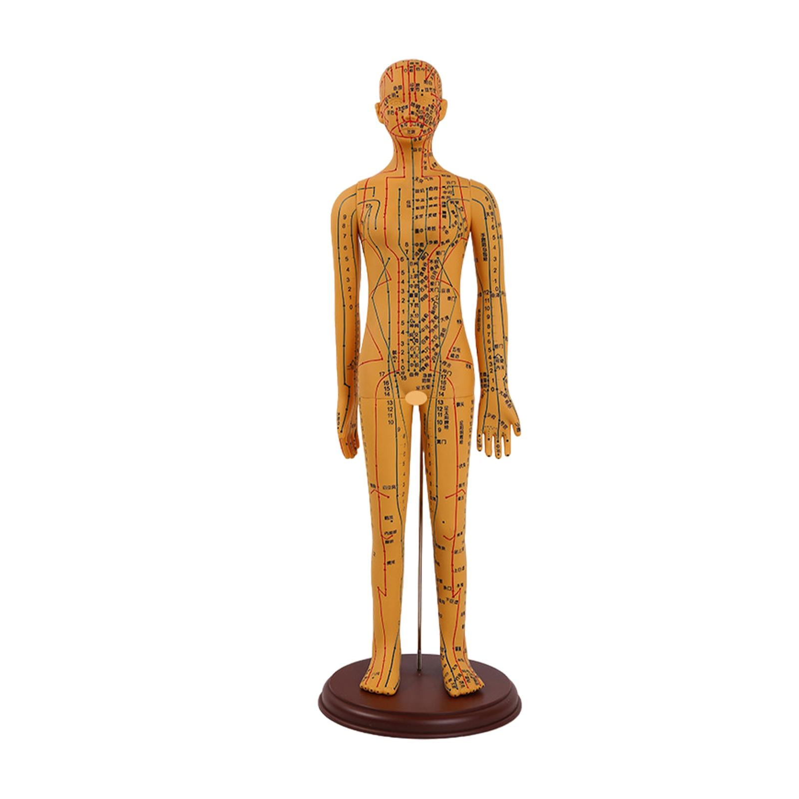 Kokiya Human Body Model Portable Color Coded Markings for Teaching ...