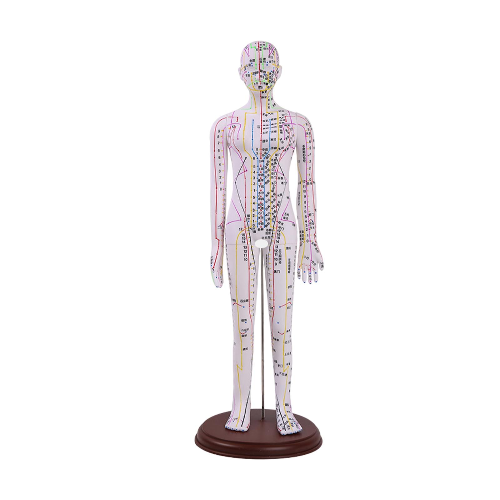 Kokiya Human Body Model Portable Color Coded Markings for Teaching ...