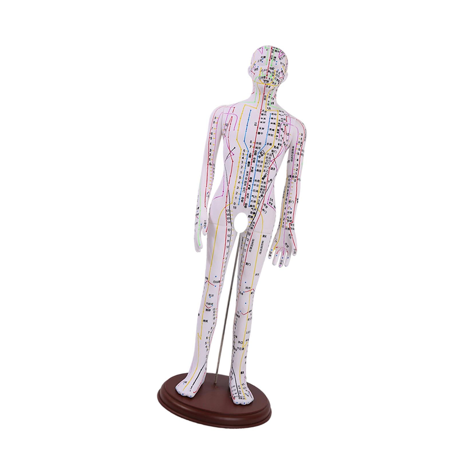 Kokiya Human Body Model Portable Color Coded Markings for Teaching ...